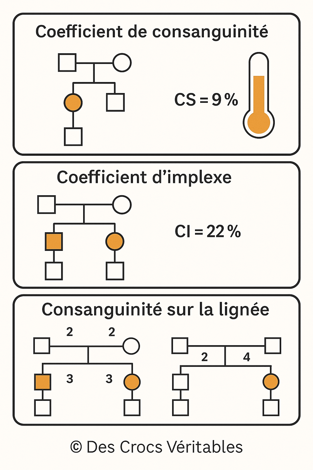 Comprendre la consanguinité Essentiel en 5 points